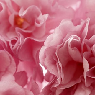 Skincare & Makeup Ingredient Glossary | Estée Lauder